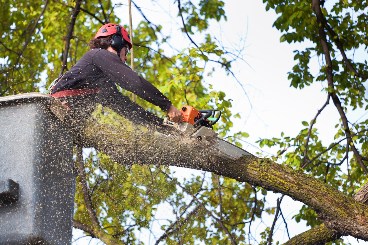 Elements Tree Service - Tree Care Company | Grass Valley CA